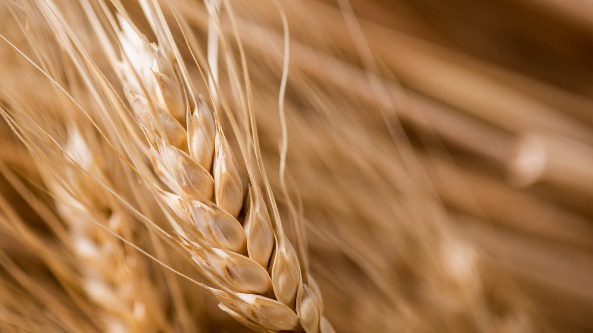 Grano duro 100% Italiano - Agnesi